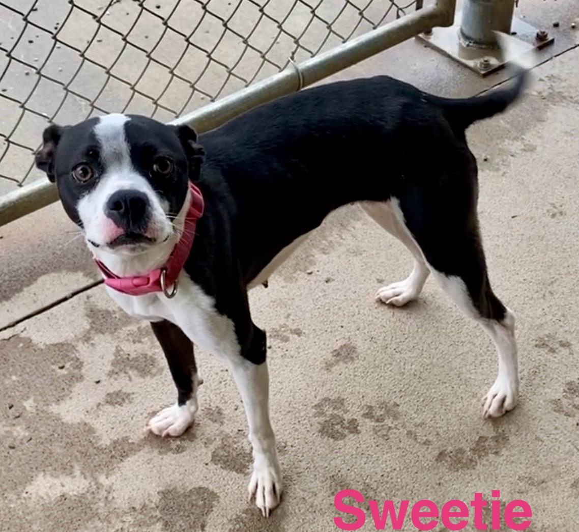 Dog for adoption - Sweetie, a Boston Terrier in Pomeroy, OH | Petfinder