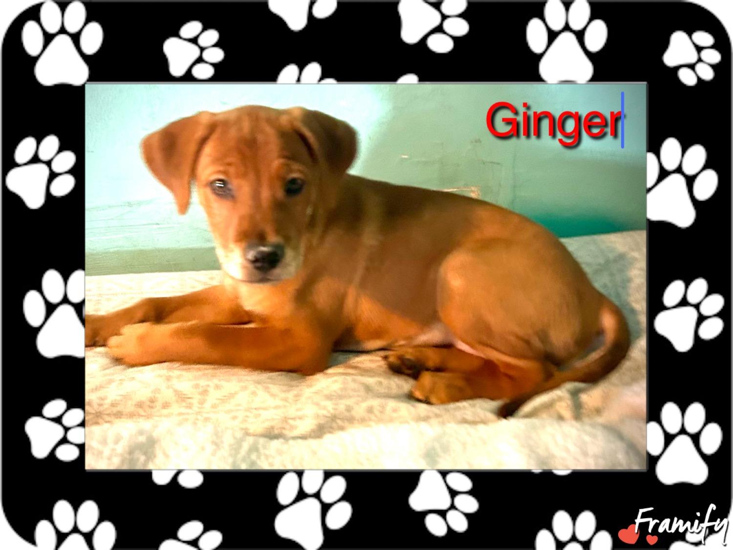 Dog for adoption - Ginger, a Labrador Retriever Mix in Albany , NY ...
