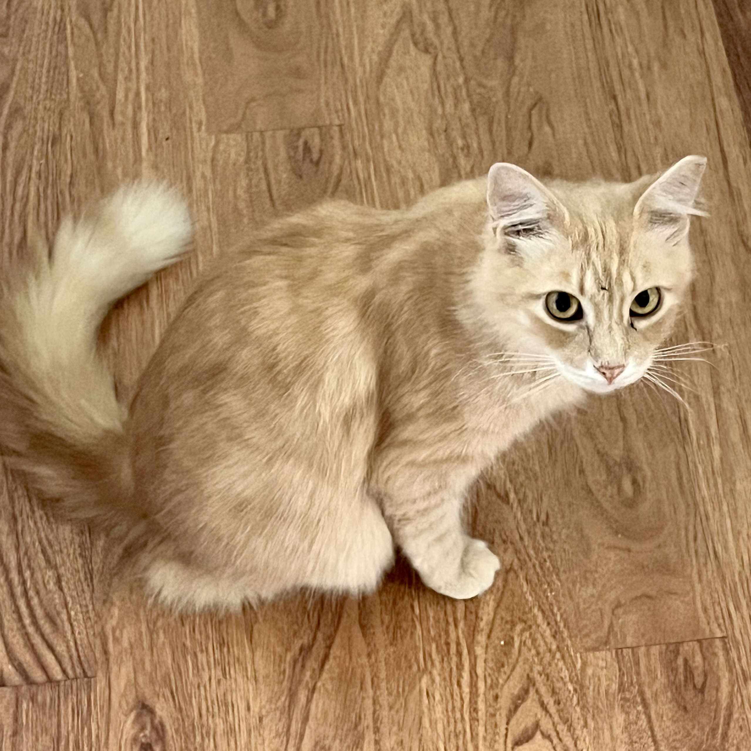Available Cats and Kittens – Purring Hearts VA