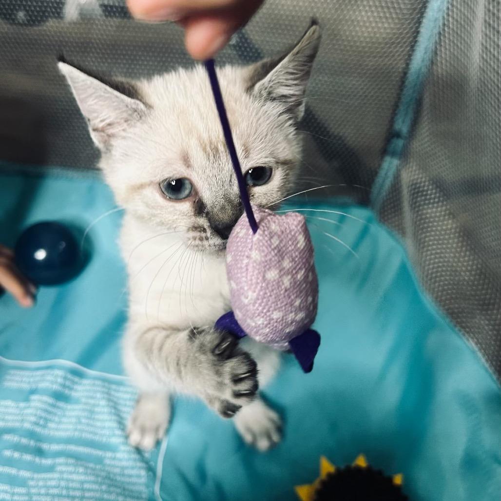 Cat for adoption - Rook, a Siamese in Suffern, NY | Petfinder