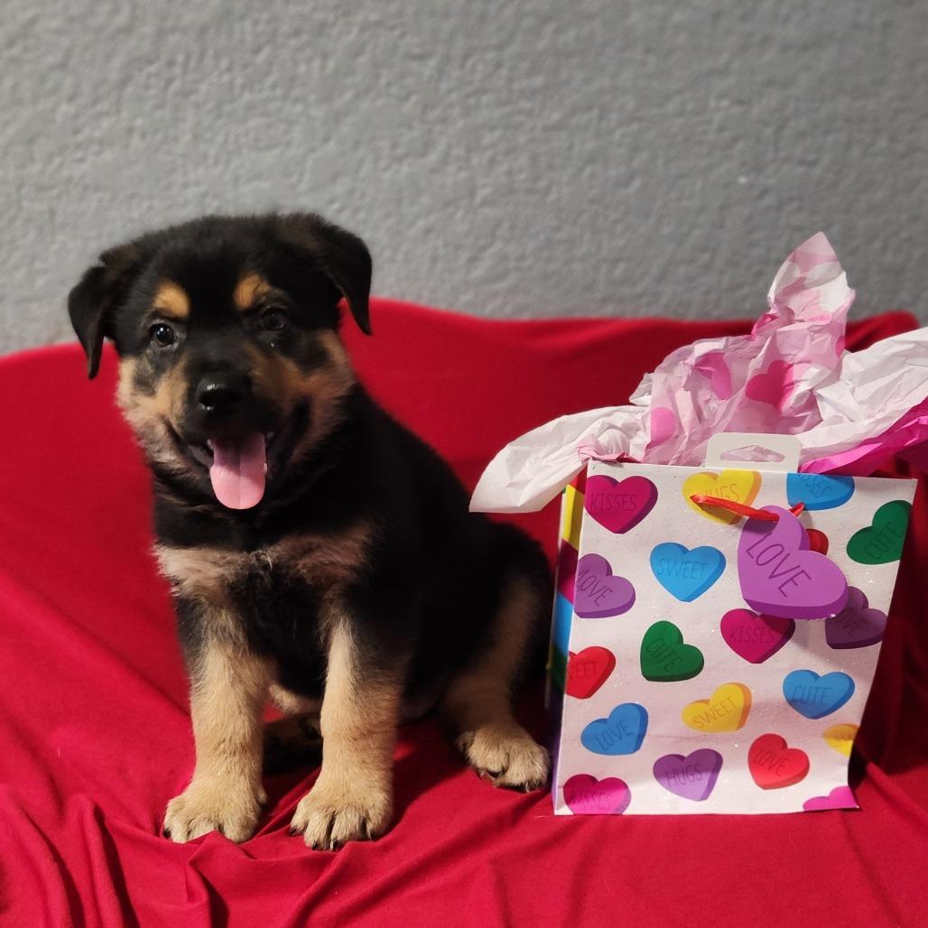 Dog for adoption - Blitzen RW, a Rottweiler & German Shepherd Dog Mix ...