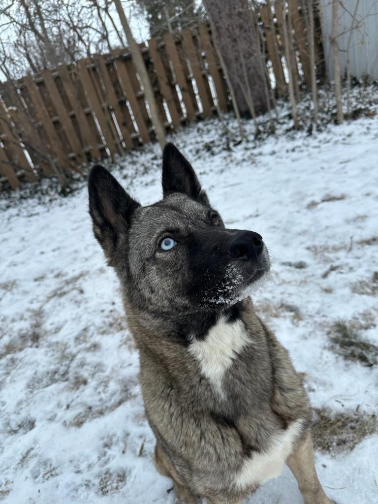 Dog for adoption - Zoey Blu, a Husky Mix in Union, KY | Petfinder