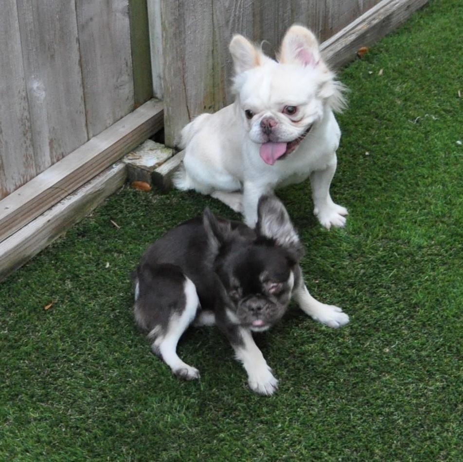 Dog for adoption - Echo, a French Bulldog in Pearland, TX | Petfinder