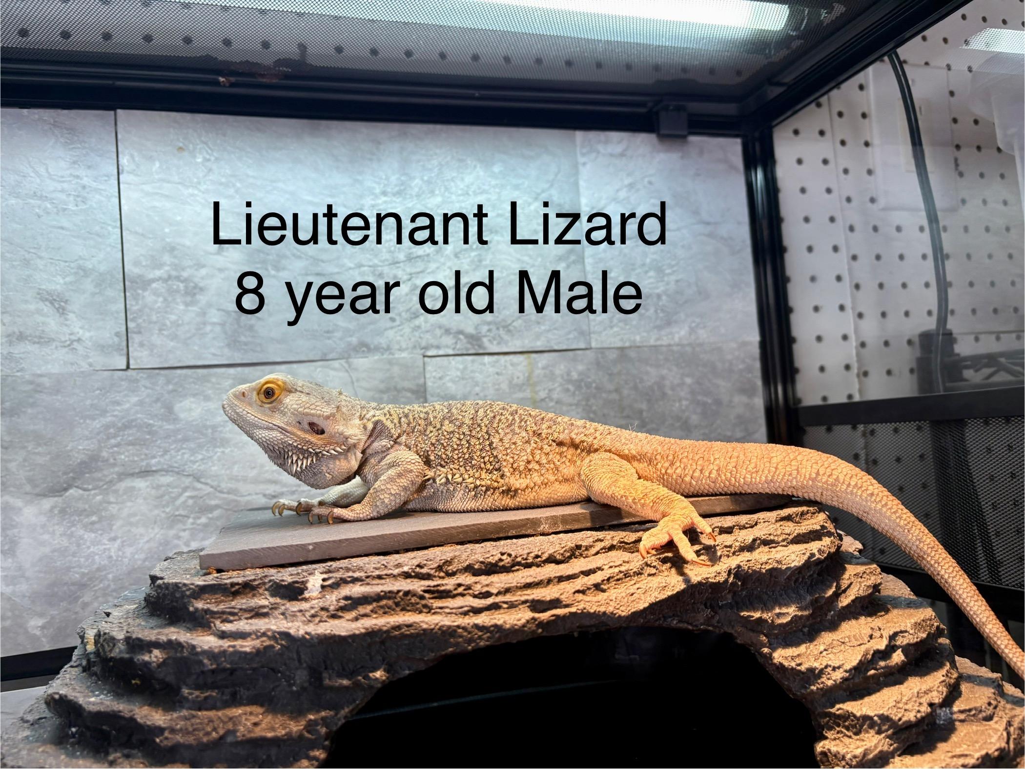 Reptile for adoption - Lieutenant Lizard, a Bearded Dragon in Howell ...