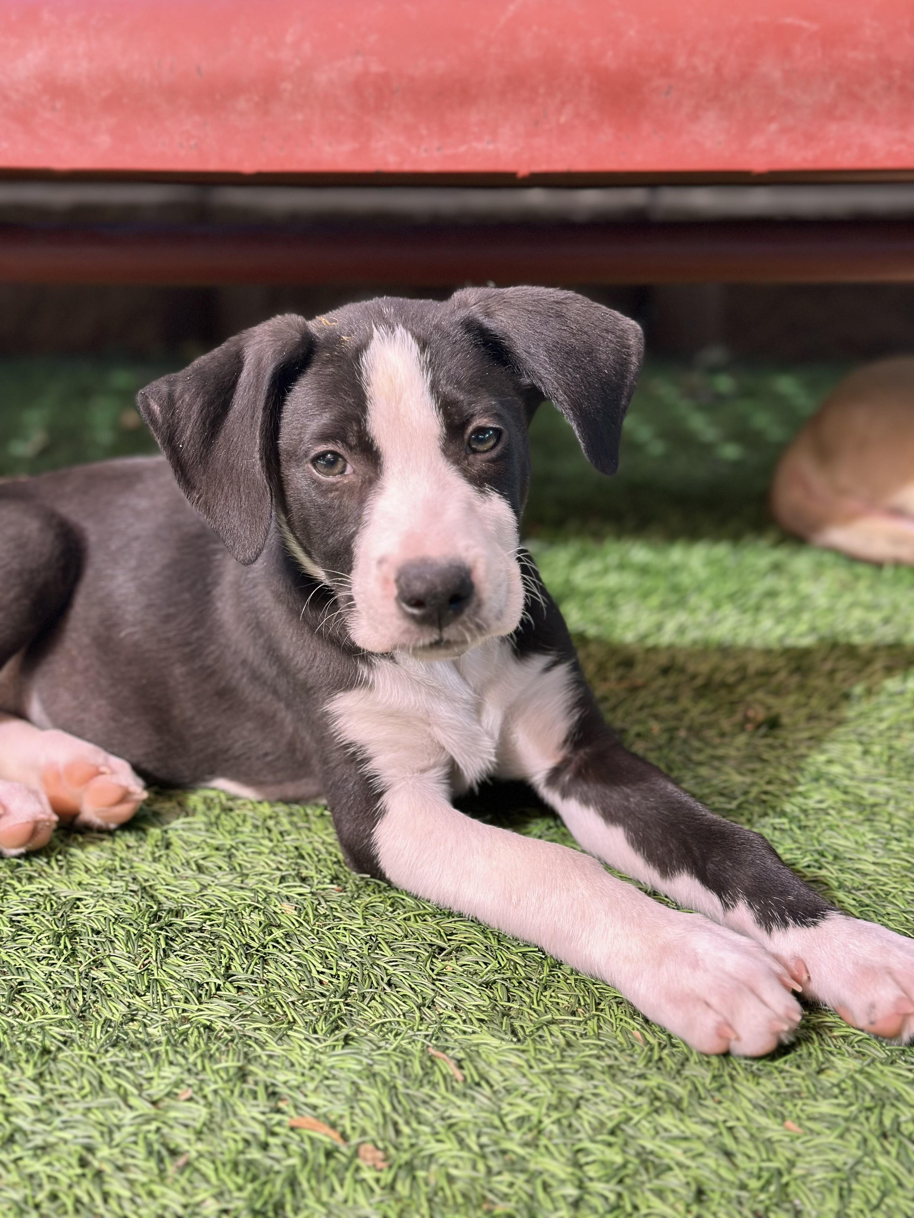 Dog for adoption - Madison, a Pit Bull Terrier & Husky Mix in Glendale ...