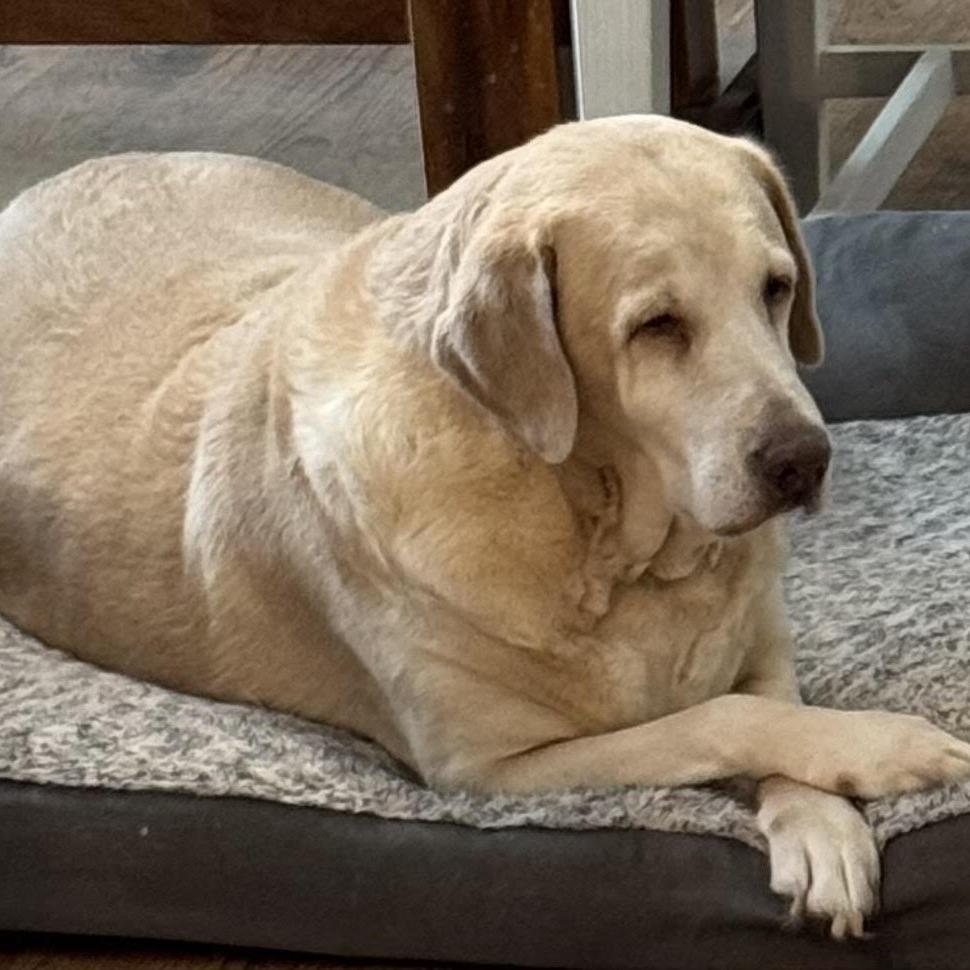 Dog for adoption - Jane, a Yellow Labrador Retriever Mix in Columbia ...