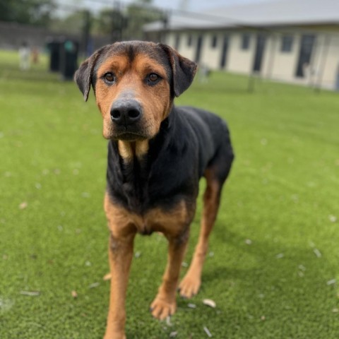 Dog for adoption - Honky Tonk, a Mixed Breed in Miami, FL | Petfinder