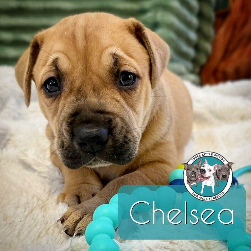 Dog for adoption - Chelsea Boots, a Pit Bull Terrier & Labrador ...