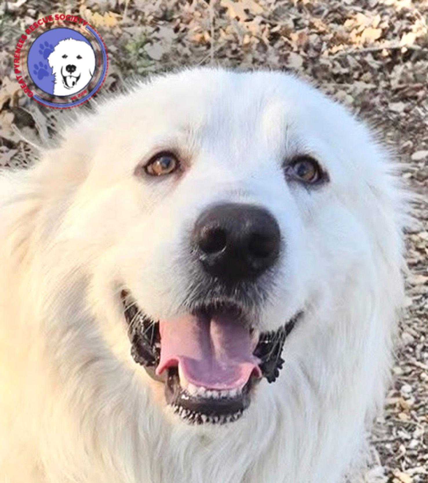 Dog for adoption - Pooh Bear, a Great Pyrenees in Phoenix, AZ | Petfinder
