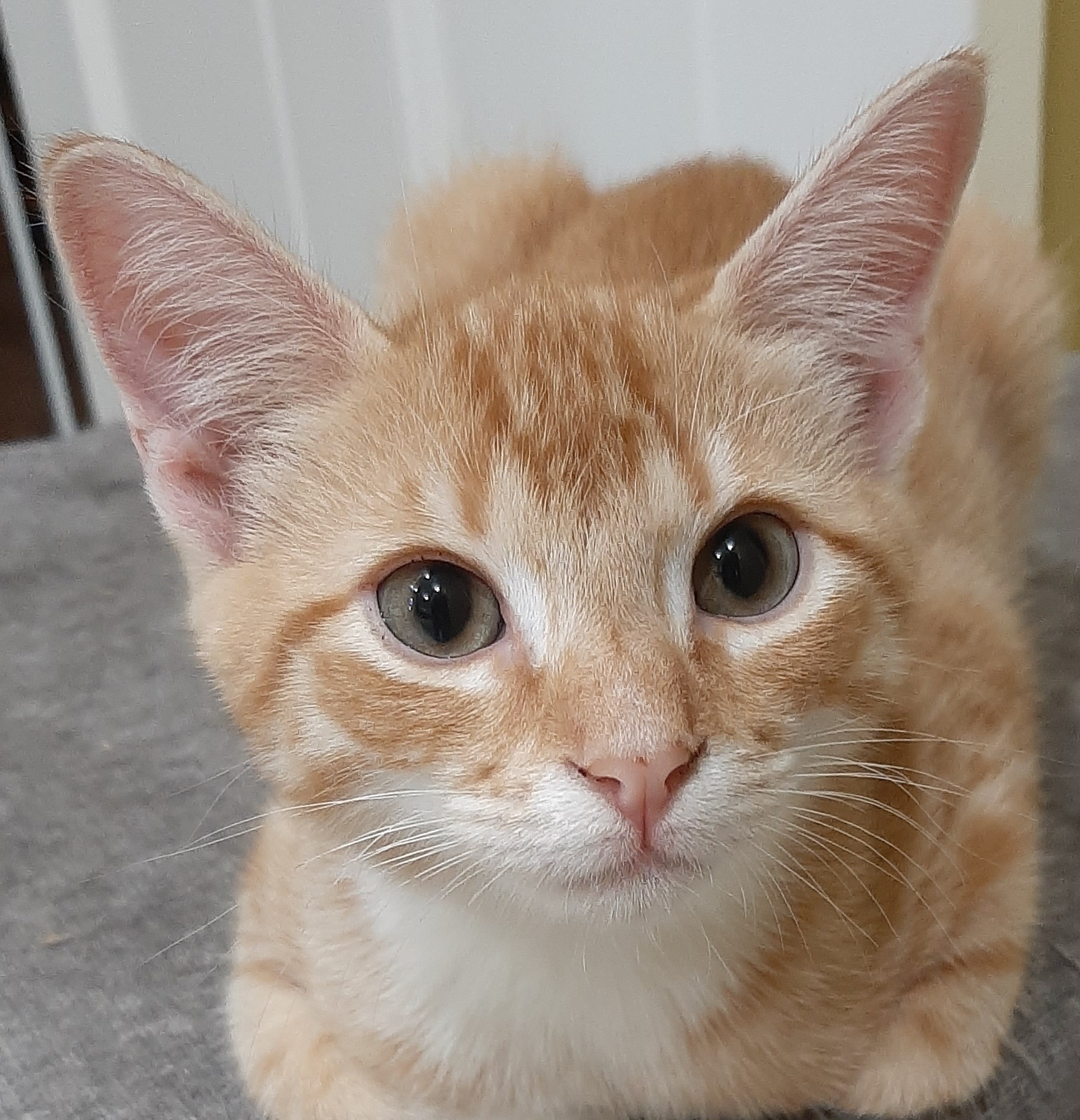 Available Cats and Kittens - Johnston County Animal Protection League ...