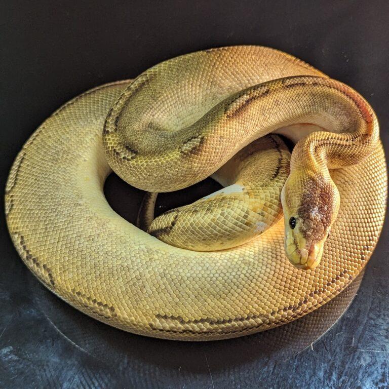 Snake for adoption - Misha, a Ball Python in Pefferlaw, ON | Petfinder