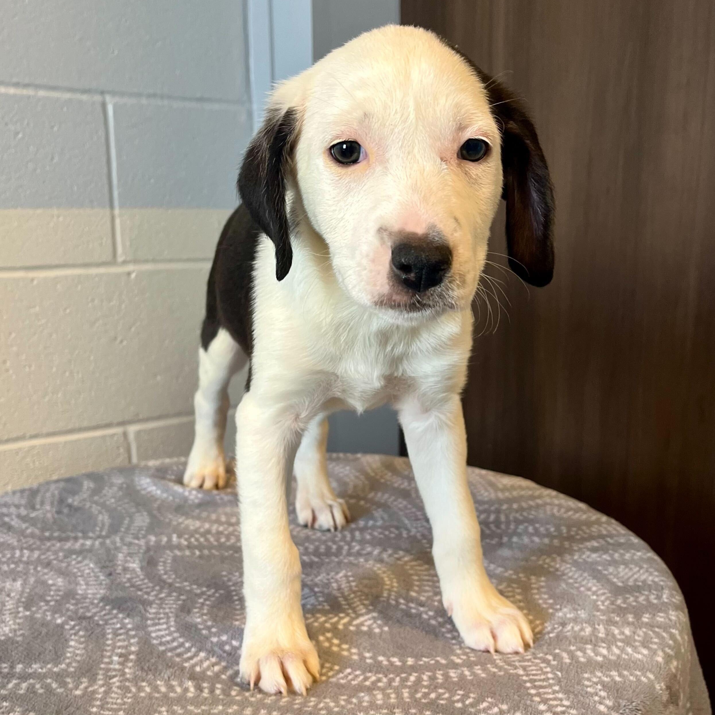 Dog for adoption - Aisha, a Mixed Breed in Canal Winchester, OH | Petfinder