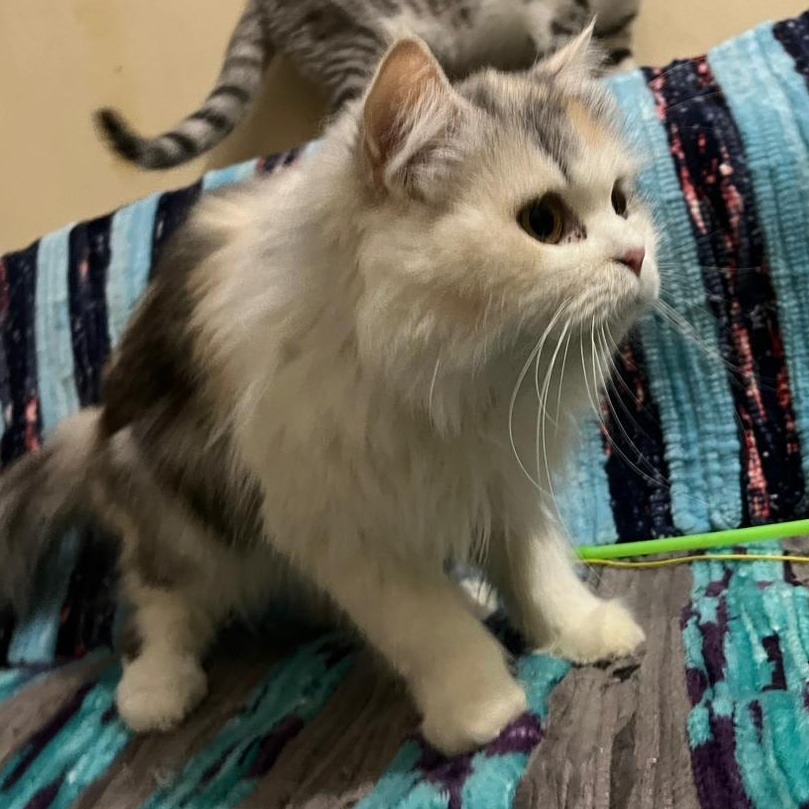 Cat for adoption - PRINCESS CALI, a Persian in Mahwah, NJ | Petfinder