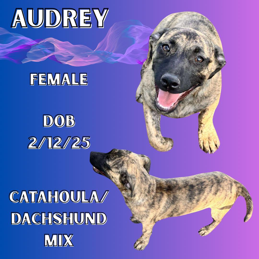 Dog for adoption - Audrey, a Dachshund & Catahoula Leopard Dog Mix in ...