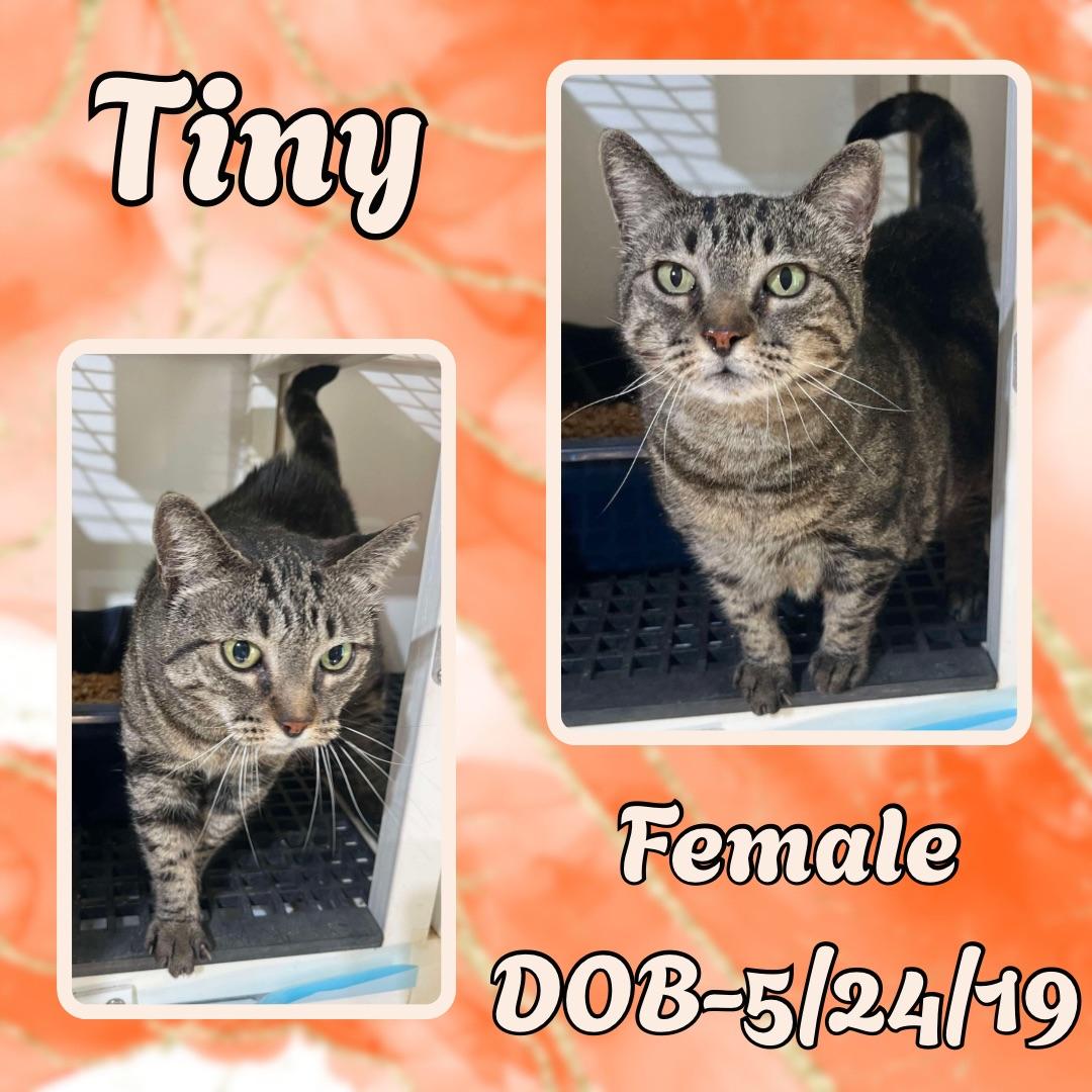 Cat for adoption - Tiny, a Domestic Short Hair Mix in Bedminster, NJ ...