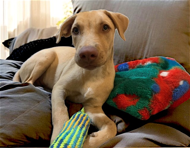 Dog for adoption - Mars, a Mixed Breed in Vancouver, BC | Petfinder