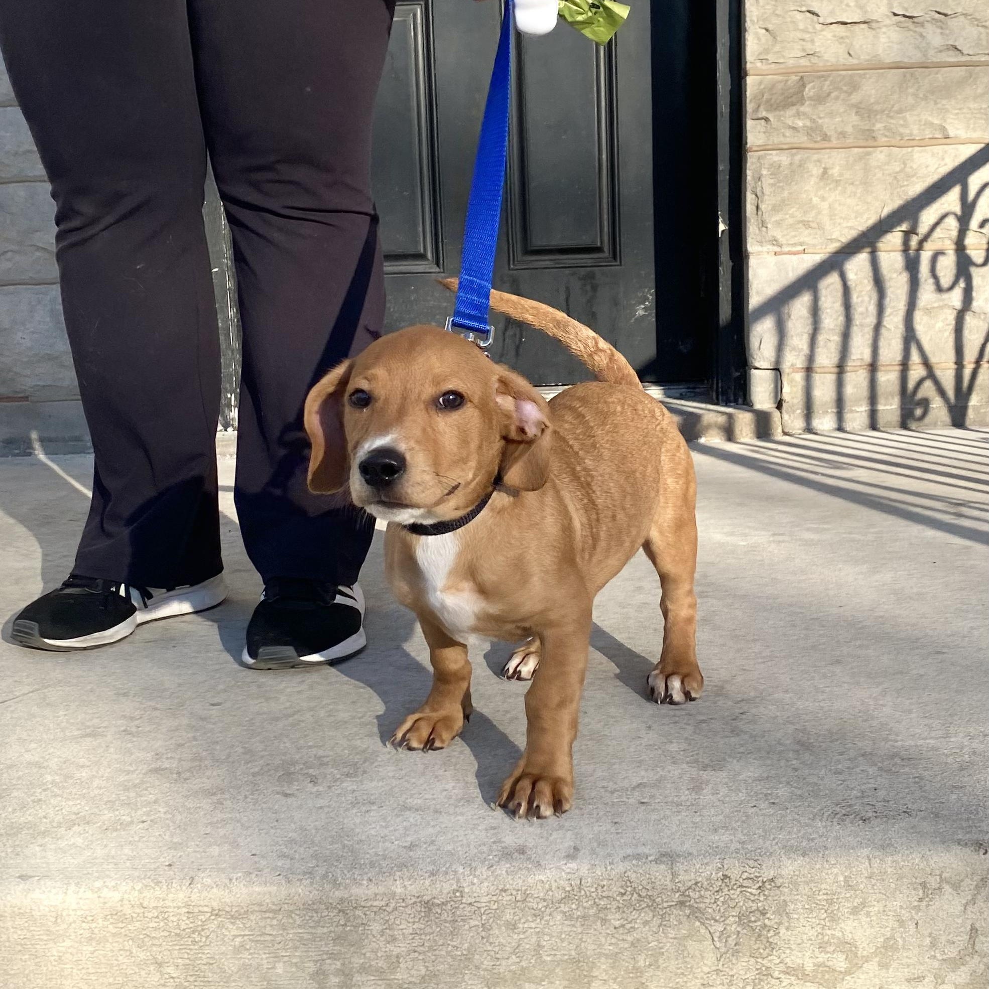 Dog for adoption - Gerald- GUPPY!, a Hound Mix in Chicago, IL | Petfinder