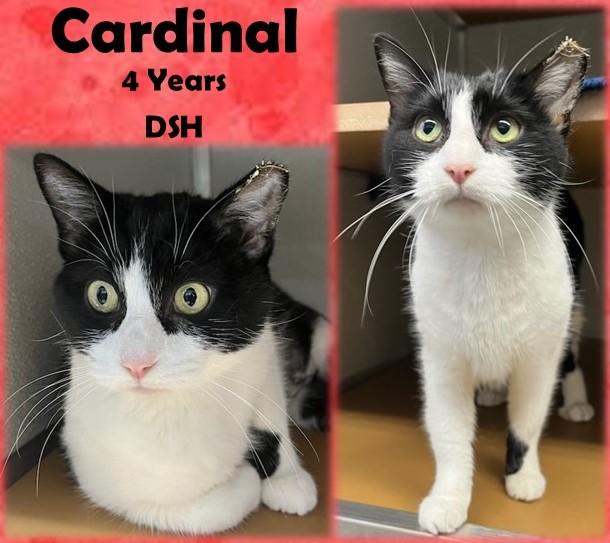 Cat for adoption - Cardinal, a Domestic Short Hair in Franklin, IN ...