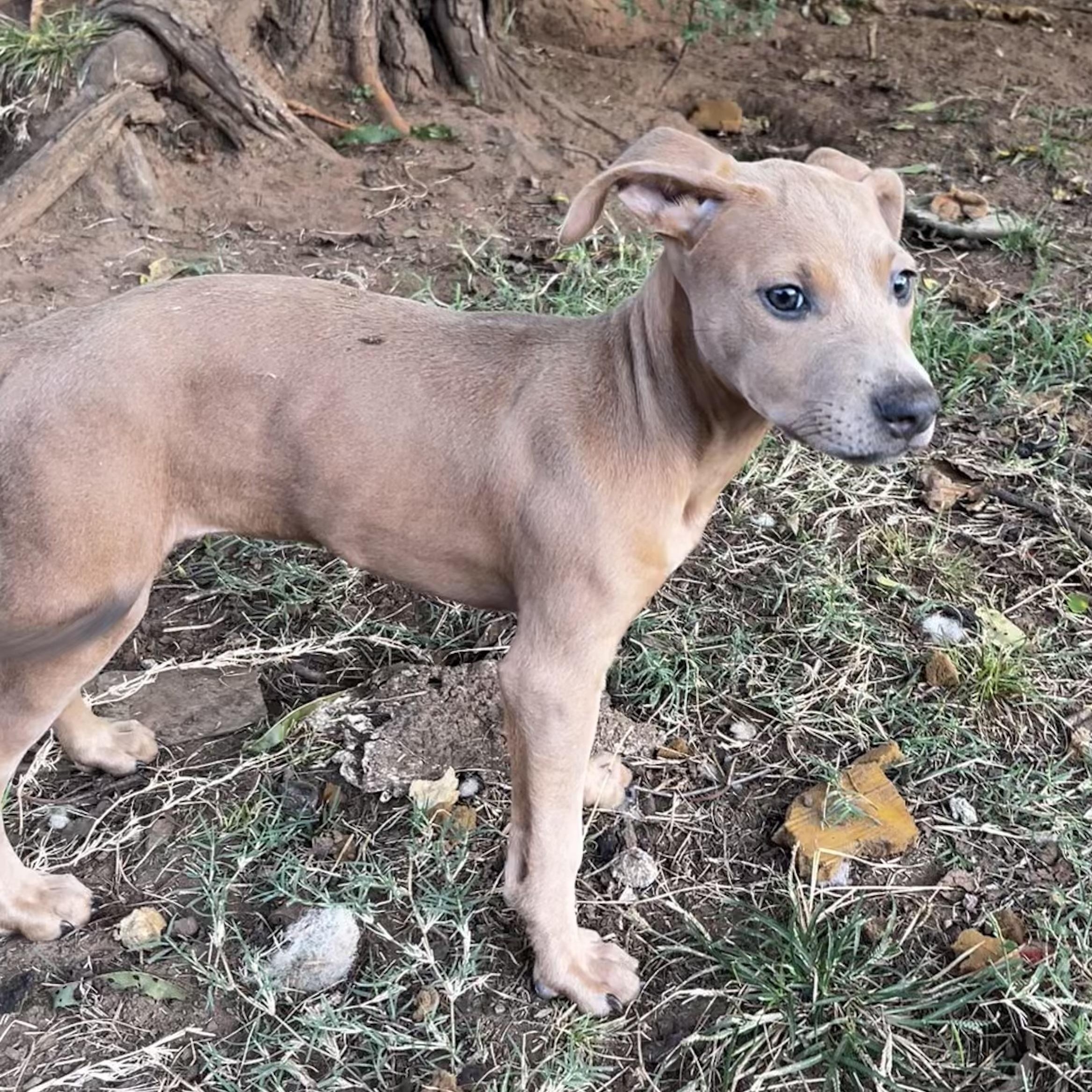 Dog for adoption - Princess Peach, a Pit Bull Terrier & Poodle Mix in ...