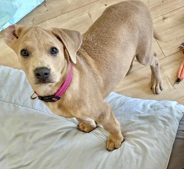 Dog for adoption - Pipa, a Retriever Mix in London, ON | Petfinder