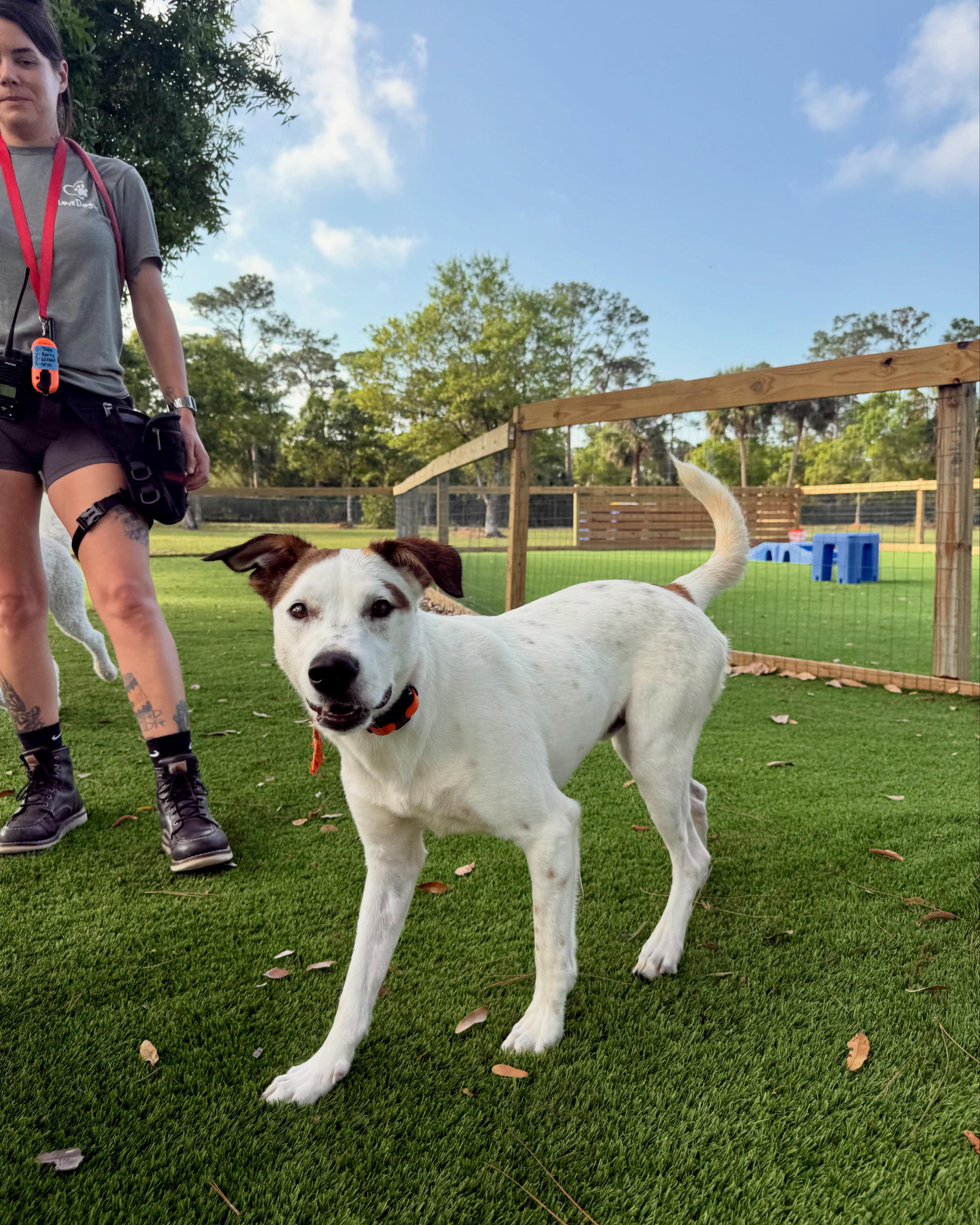 Dog for adoption - Toby, a Pointer Mix in Juno Beach, FL | Petfinder