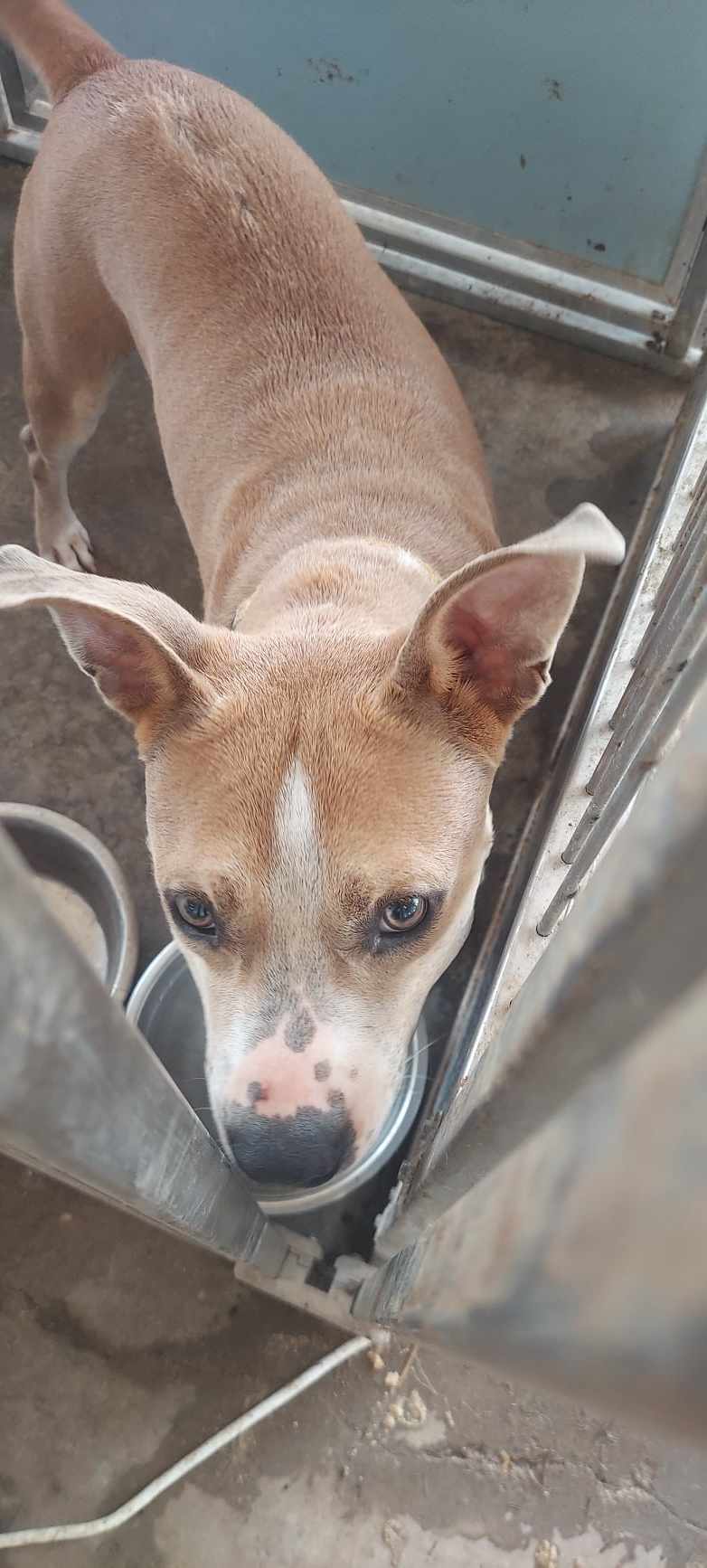 Dog for adoption - Ace, a Terrier Mix in Gillette, WY | Petfinder