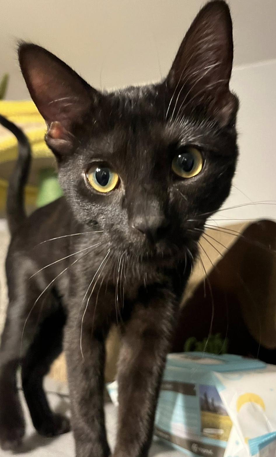 Cat for adoption - Raif (bonded pair with Rhea), a Domestic Short Hair ...