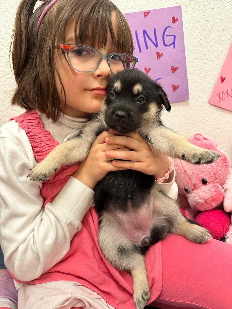 Dog for adoption - Anne Bronte Literature, a German Shepherd Dog ...