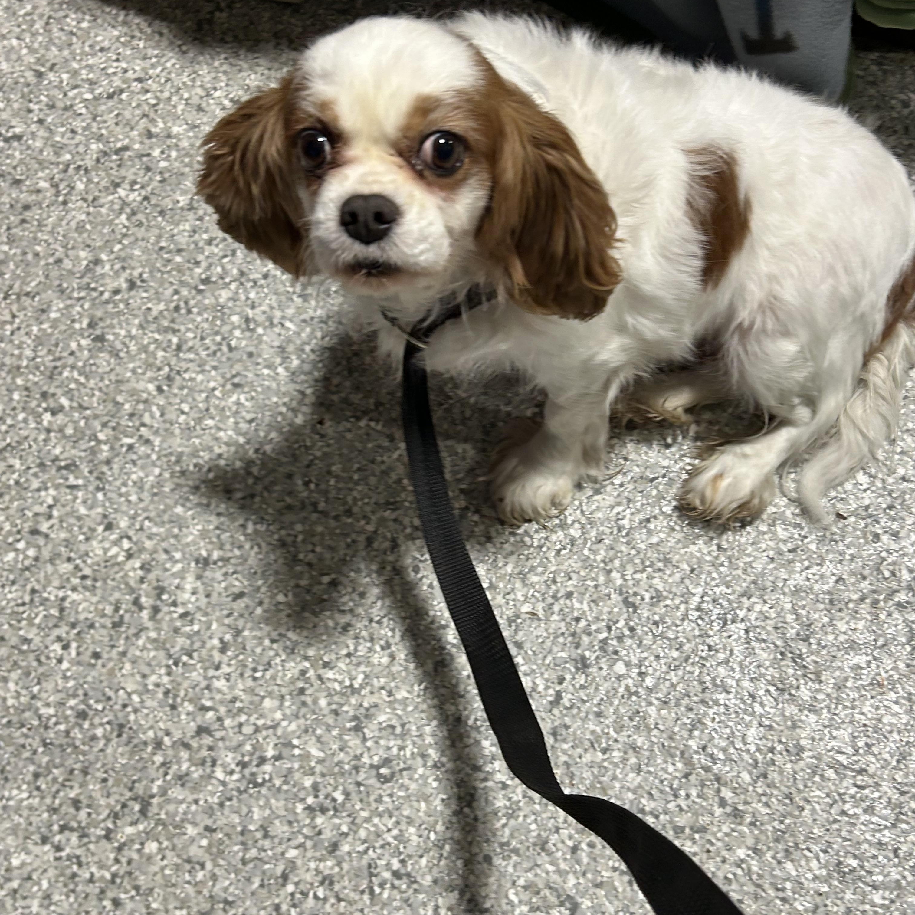 Annie. Nice lady! - Adoptable Pet | Petfinder | Petfinder