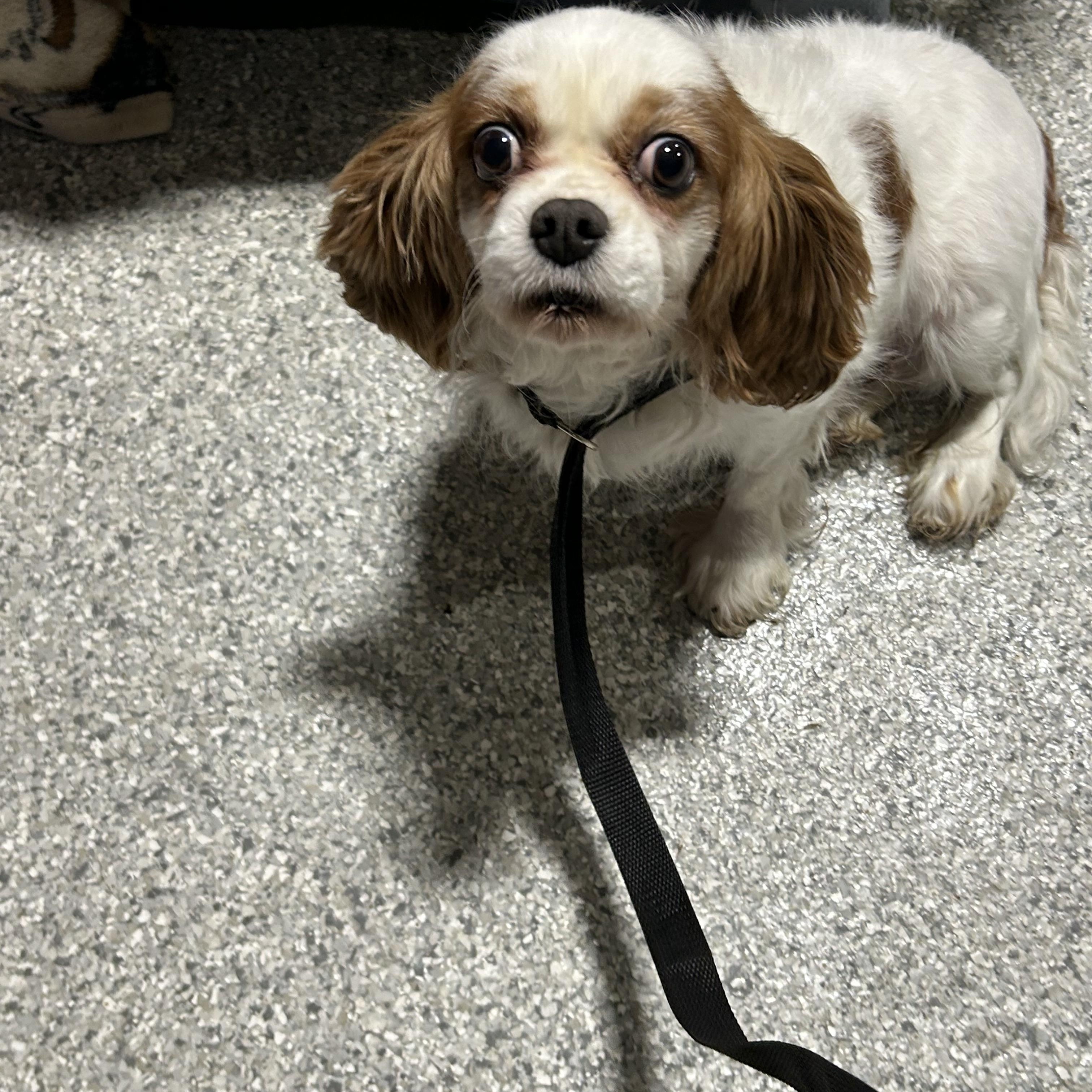 Annie. Nice lady! - Adoptable Pet | Petfinder | Petfinder