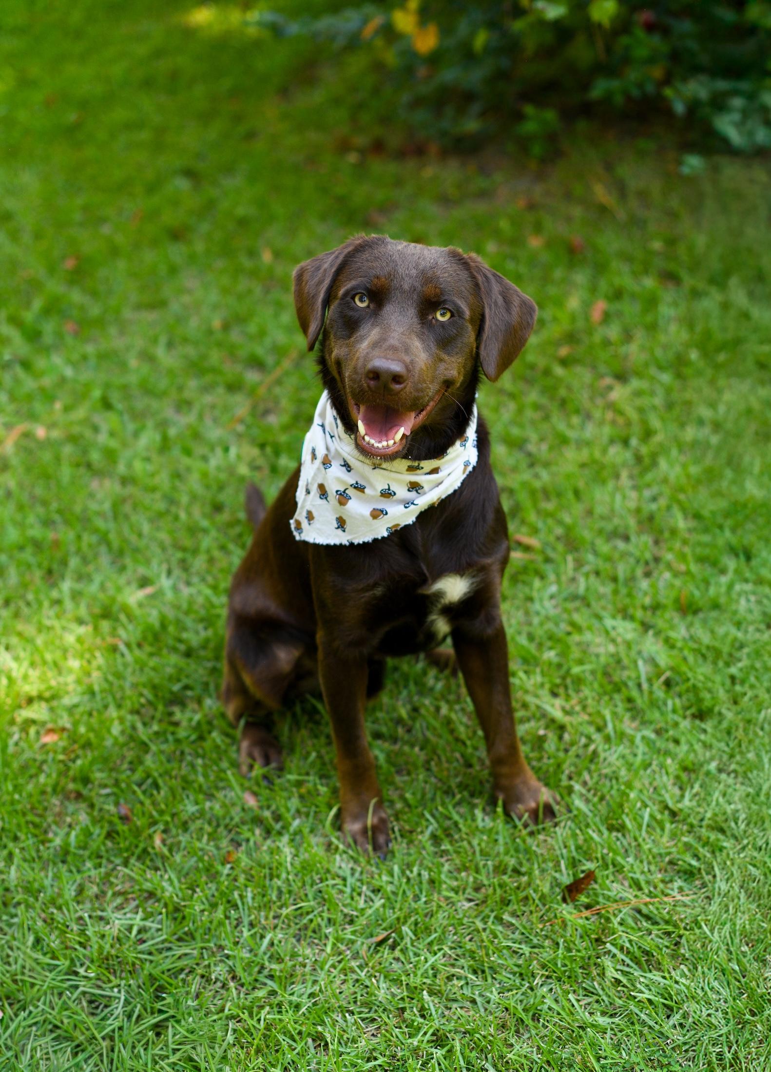 Dog for adoption - Scoot, a Labrador Retriever Mix in Argyle, NY ...