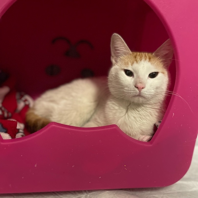 Cat for adoption - Koi, a Domestic Short Hair in Philadelphia, PA ...
