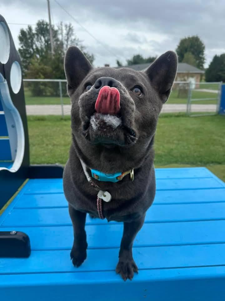 Dog for adoption - LAST CALL: Frogger, a Chow Chow Mix in Willoughby ...