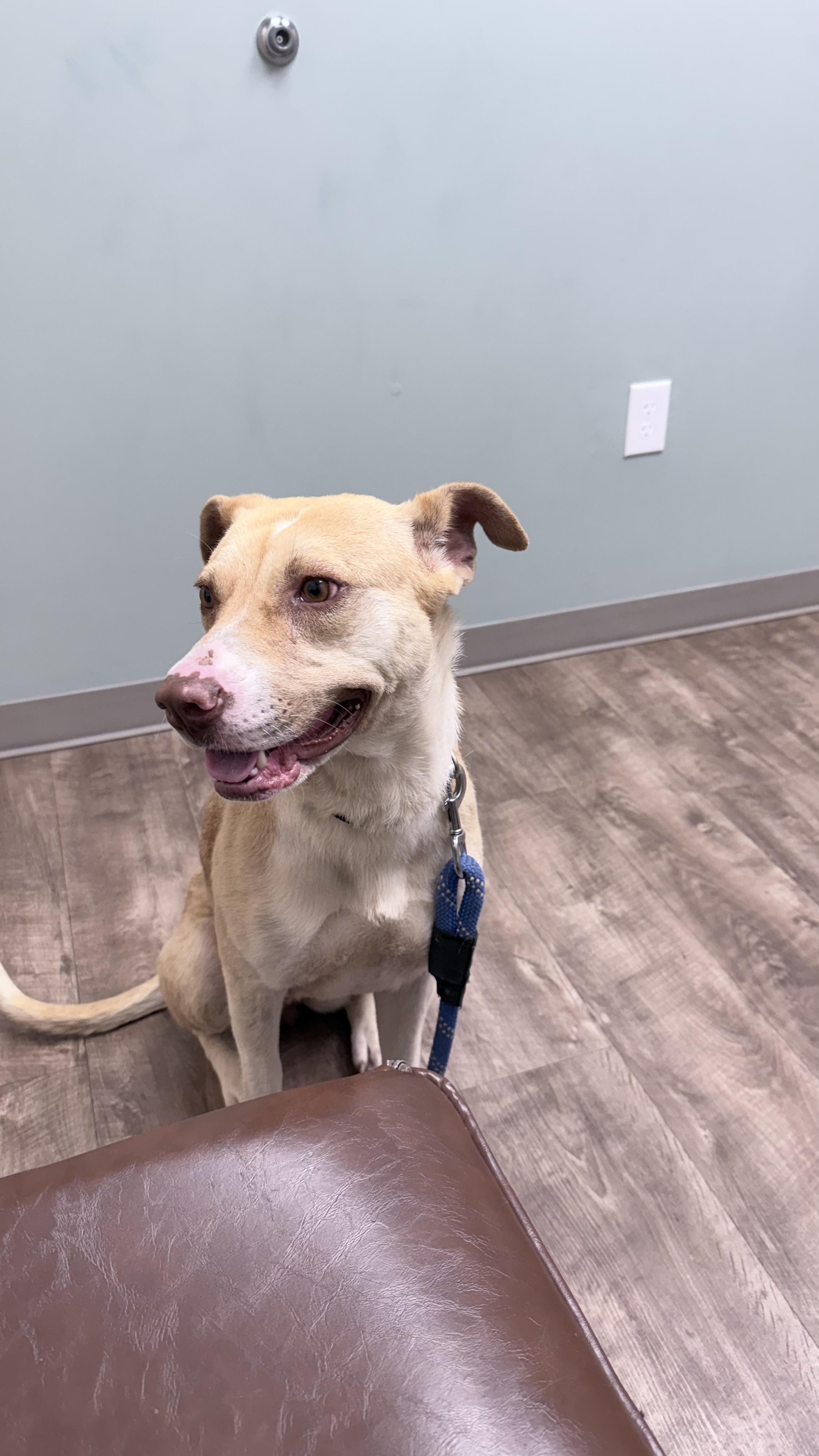 Dog for adoption - Boo, a Yellow Labrador Retriever Mix in Spokane, WA ...