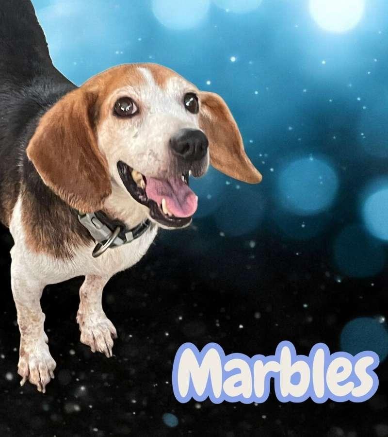 Dog for adoption - Marbles, a Beagle in Milford, CT | Petfinder