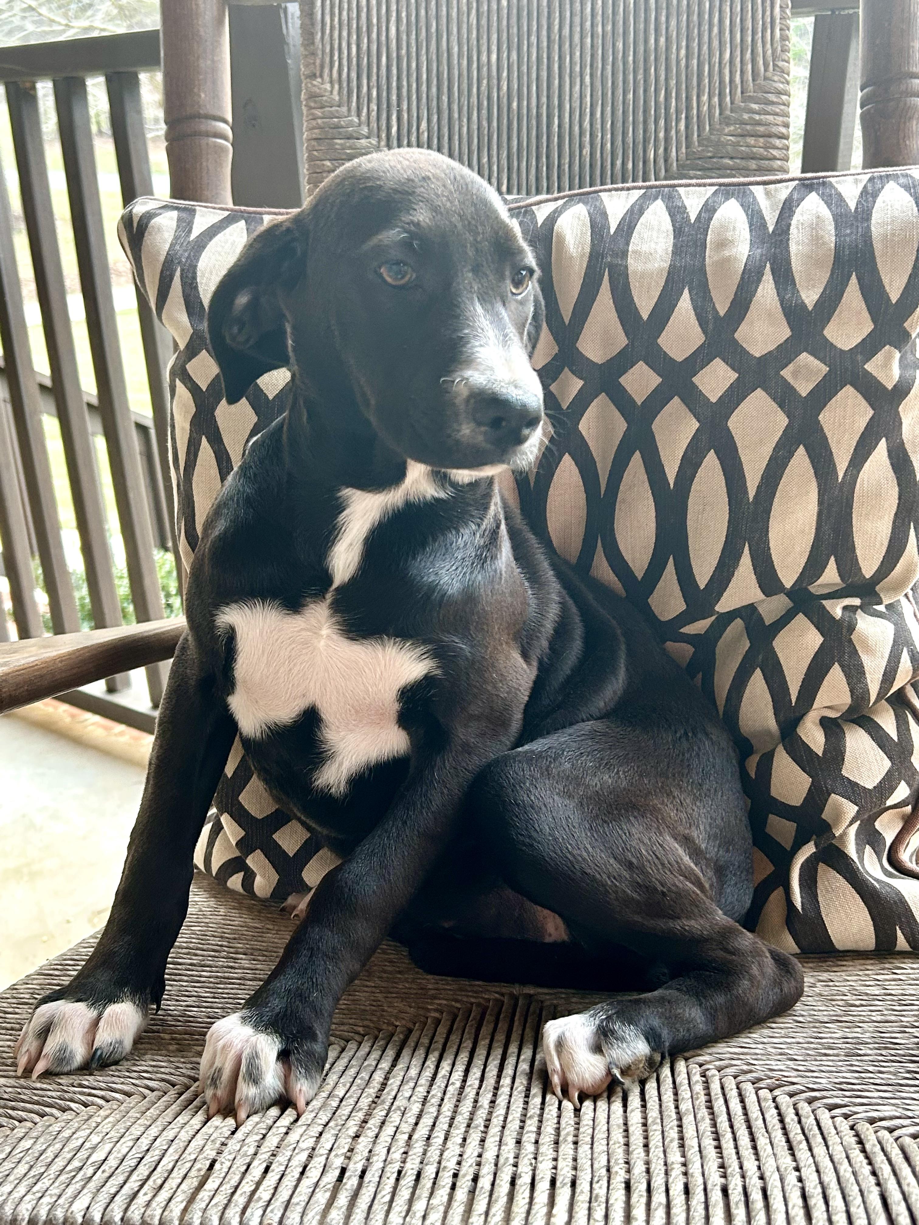 Dog for adoption - RAVEN, a Black Labrador Retriever Mix in West Dover ...