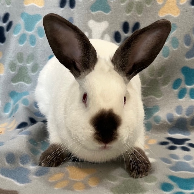 Rabbit for adoption - Jameson, a Californian & American Mix in Erie, PA ...