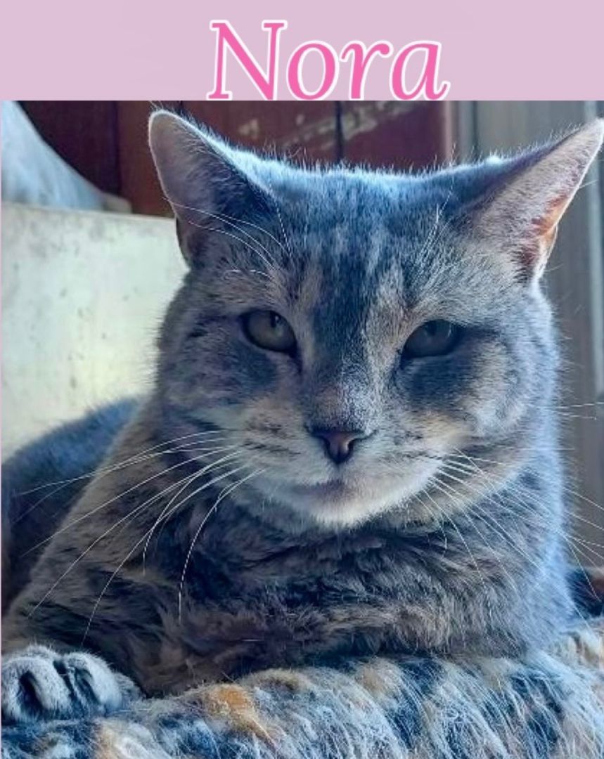 Cat for adoption - Nora, a Domestic Short Hair in Marlton, NJ | Petfinder