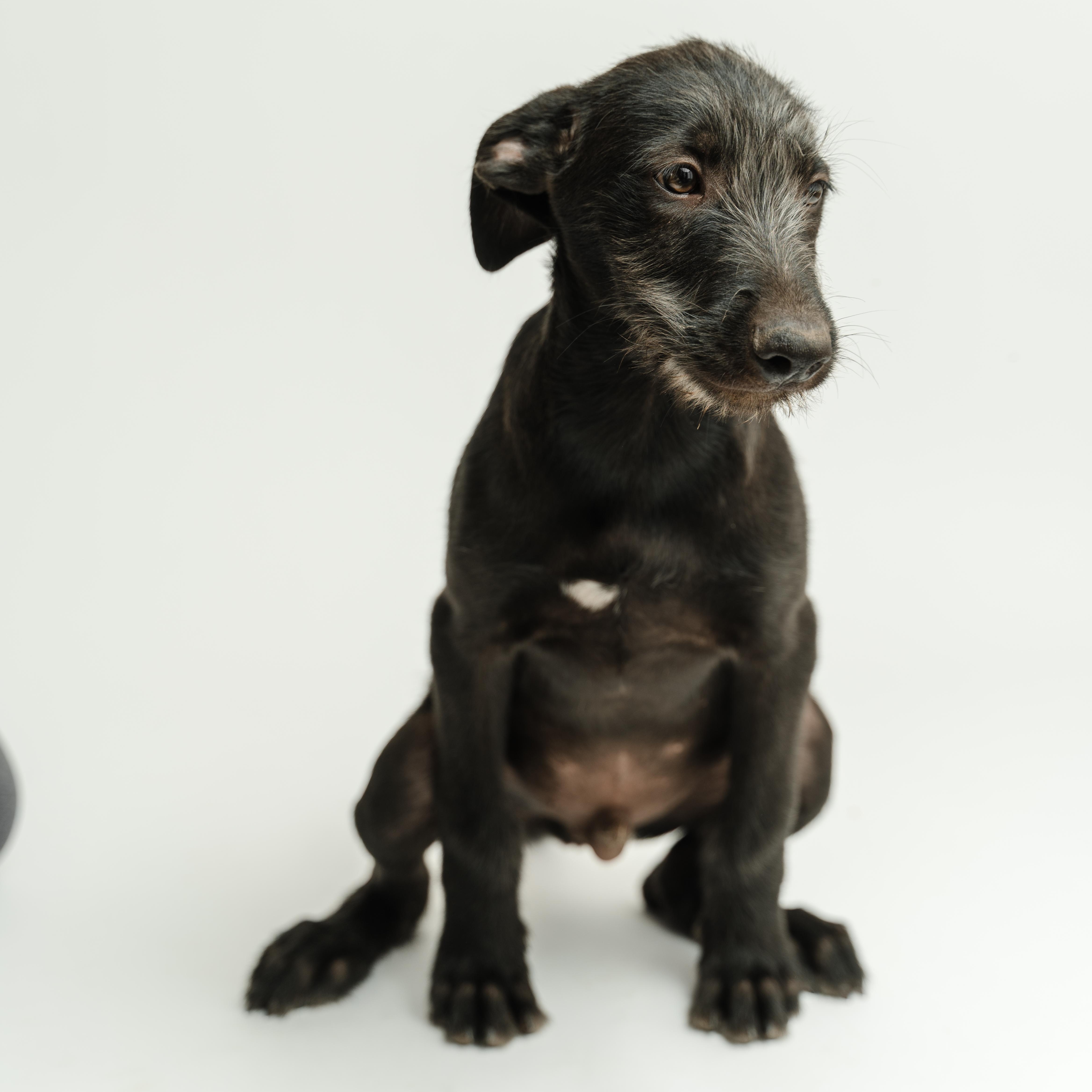 Dog for adoption - Cooper, a German Longhaired Pointer Mix in ENFIELD ...