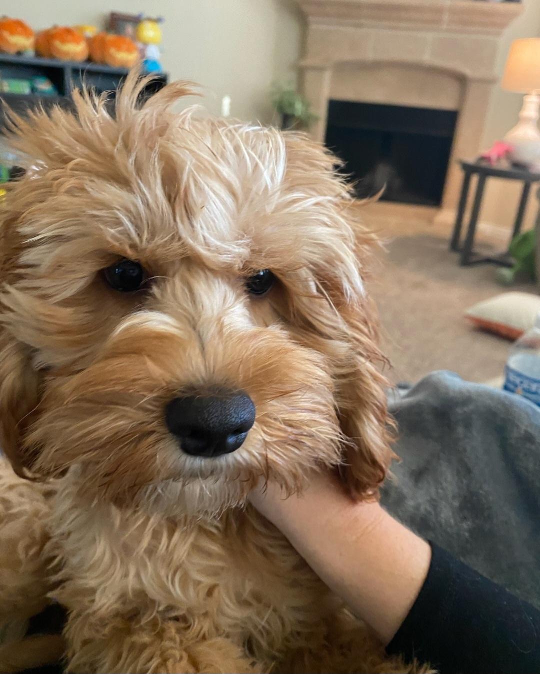 Dog for adoption - Remington, a Cockapoo in Naples, FL | Petfinder