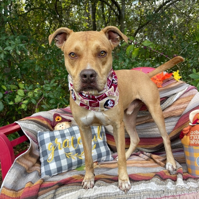 Dog for adoption - Red, an American Staffordshire Terrier & Yellow ...