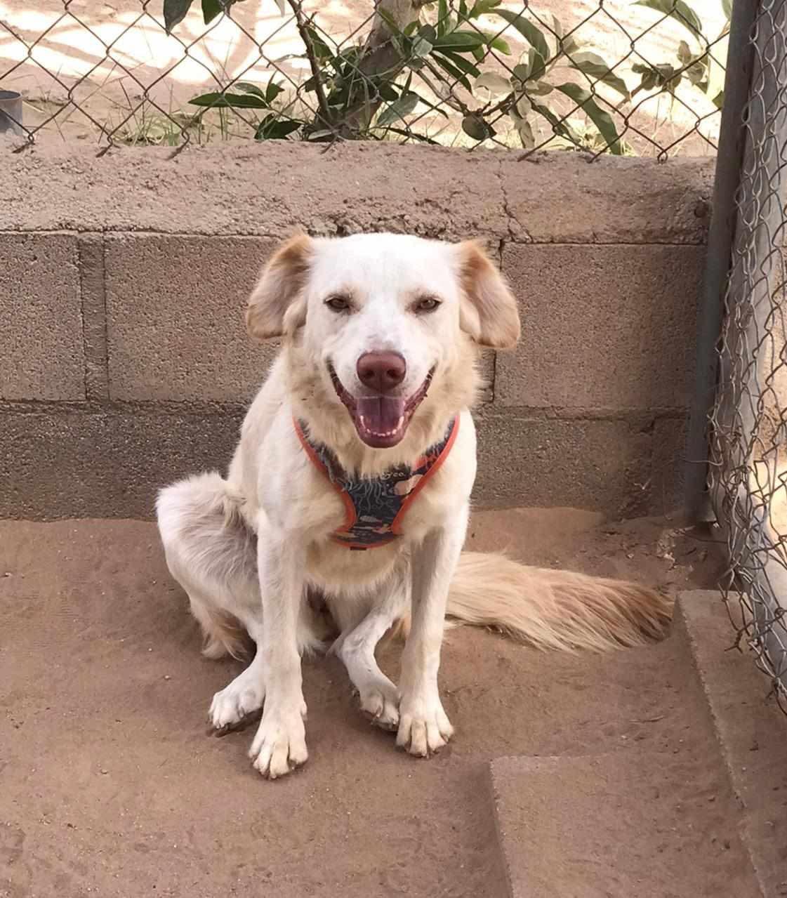 Dog for adoption - Rita, a Mixed Breed in Puyallup, WA | Petfinder