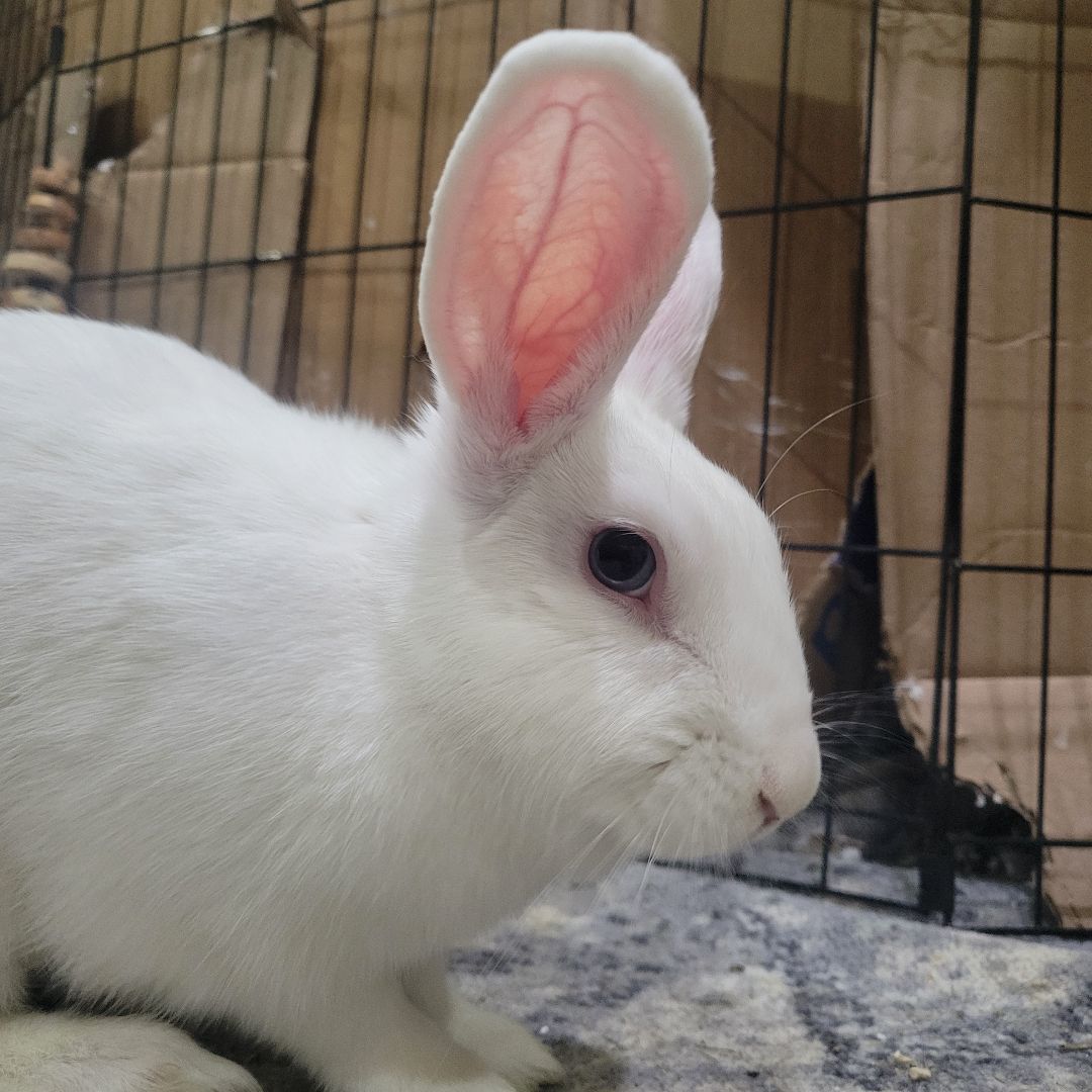 Rabbit for adoption - Freya, a Bunny Rabbit in Forest Hills, NY | Petfinder