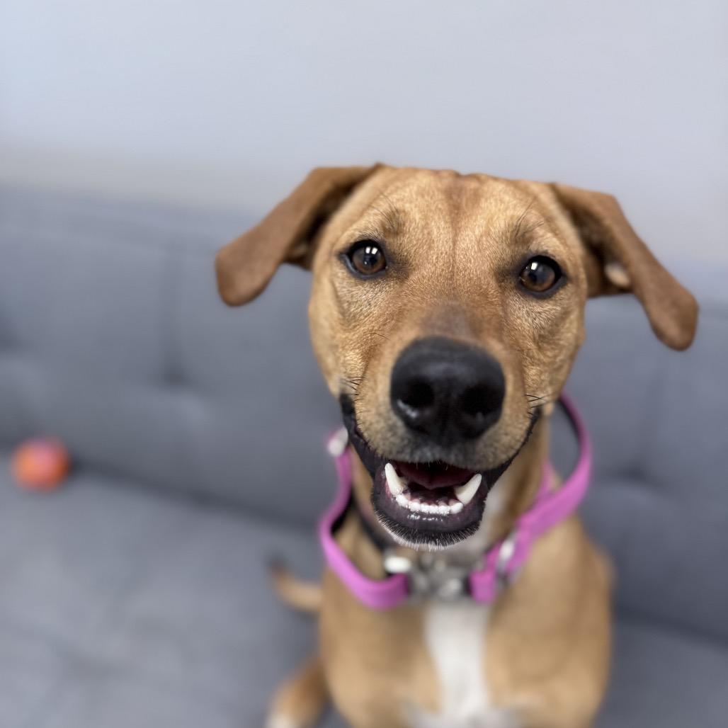 Dog for adoption - Fern, a Labrador Retriever Mix in Monticello, IA ...