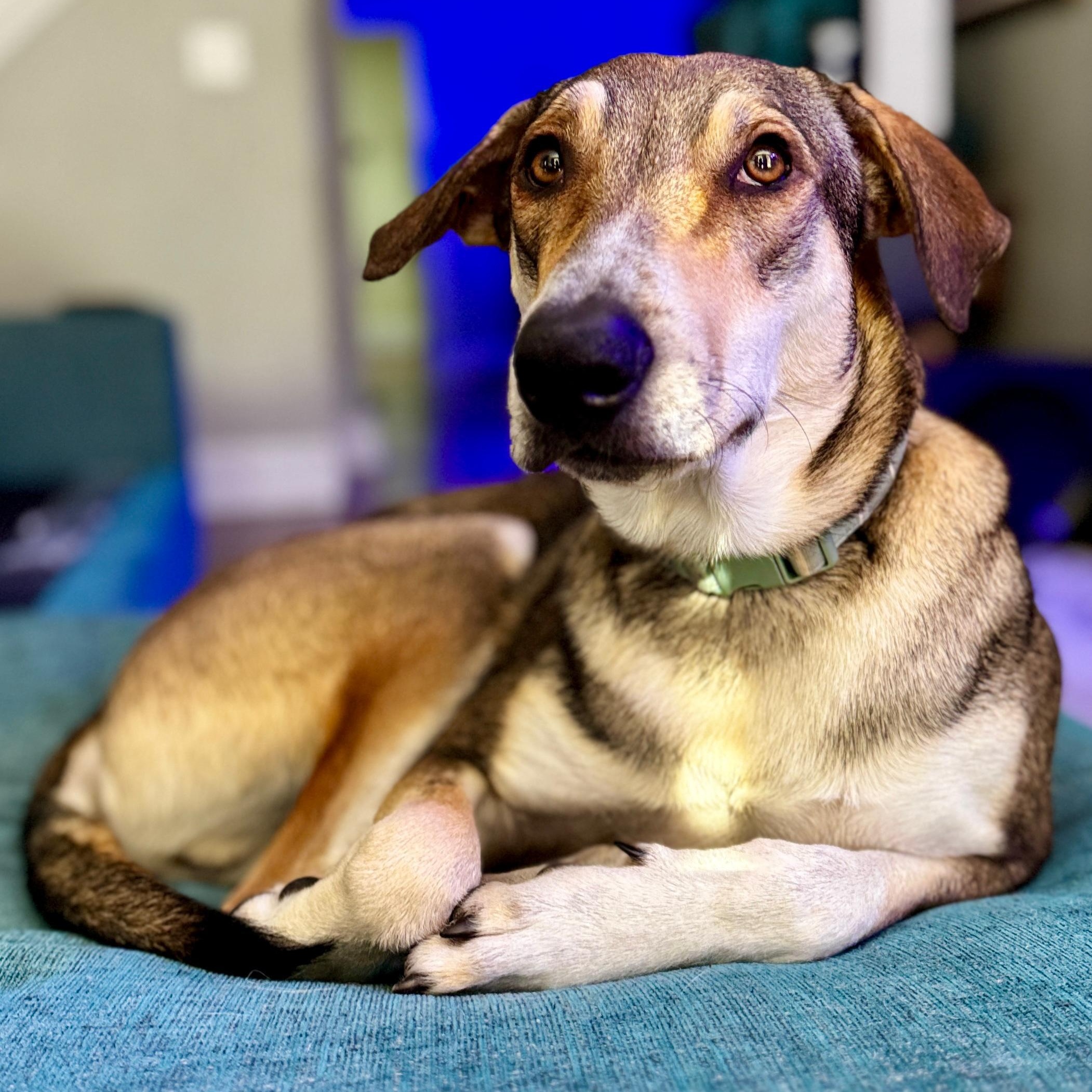 Dog for adoption - Pluto, a German Shepherd Dog & Labrador Retriever Mix in Baltimore, MD ...