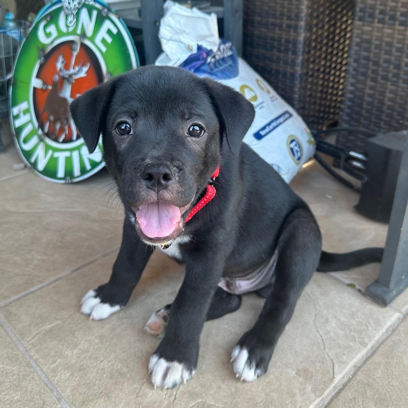 Dog for adoption - Forrest Gump, an American Bully & Chow Chow Mix in ...