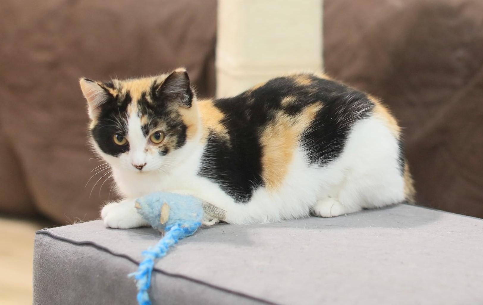 Ellen - Adoptable Pet | Petfinder | Petfinder