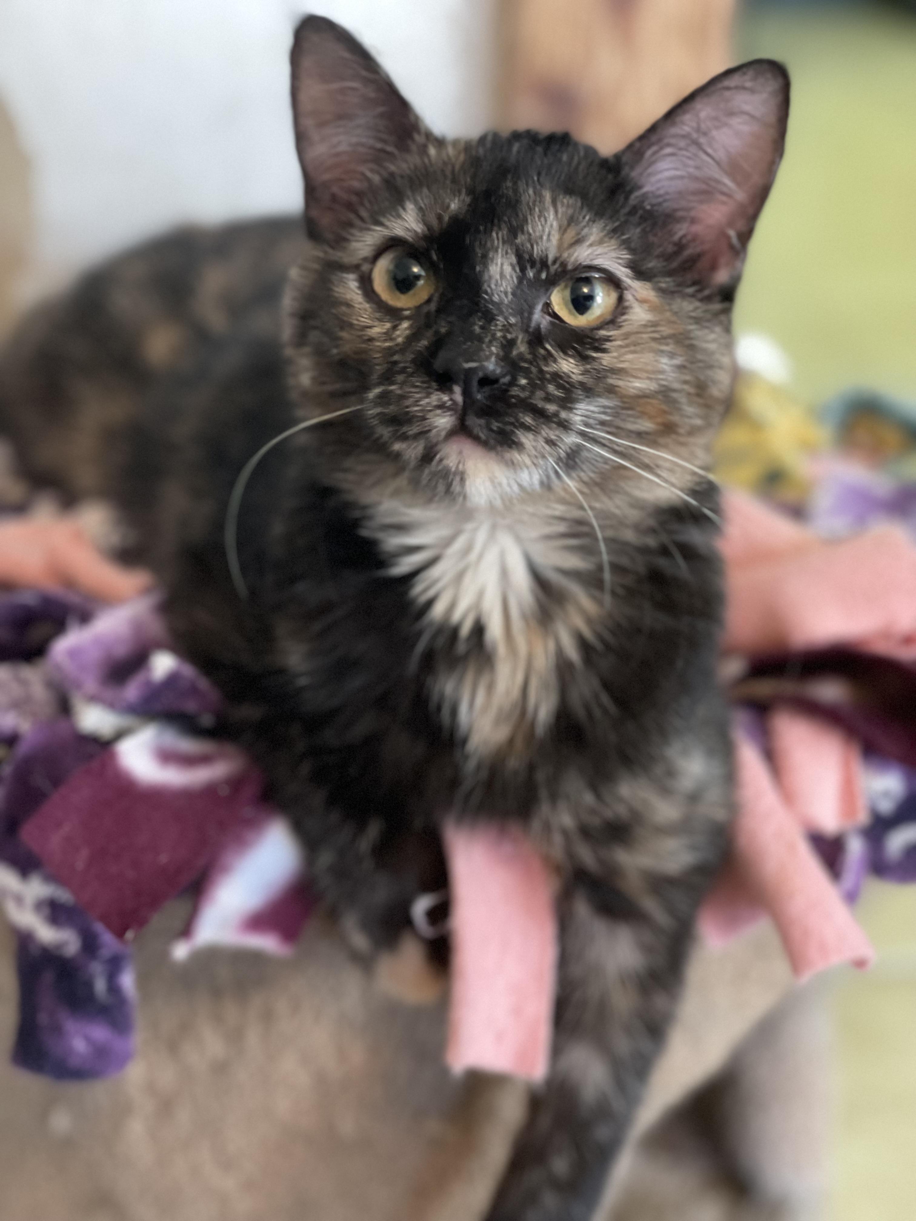 Available Cats - The A.R.K - Animal Recycling Kennel