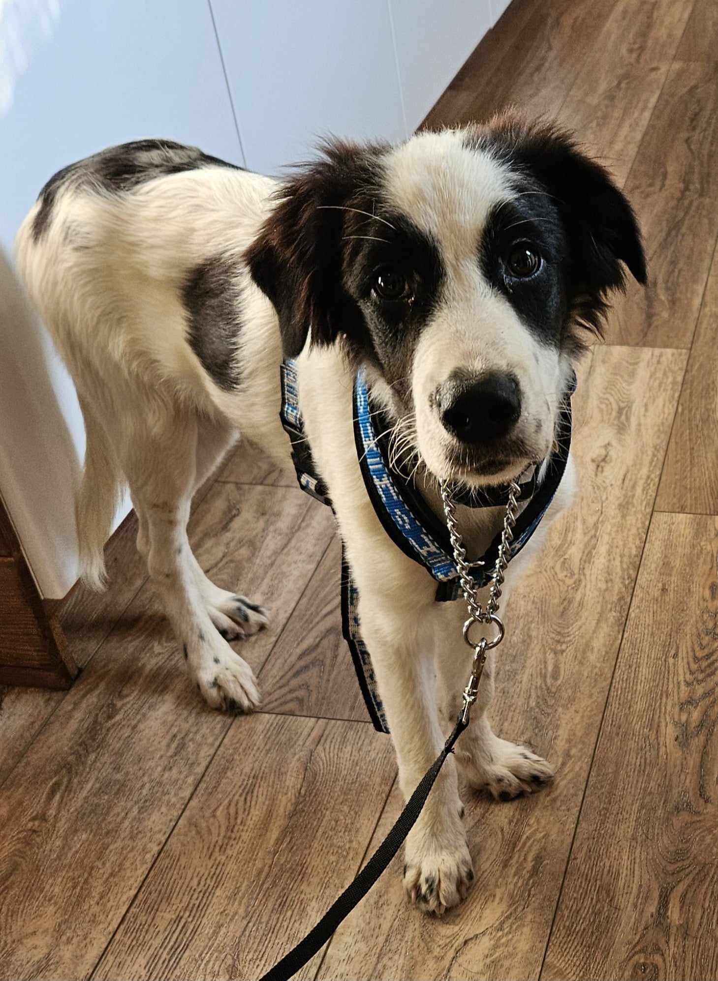 Dog for adoption - Patchouli, a Great Pyrenees & Border Collie Mix in Kemble, ON | Petfinder