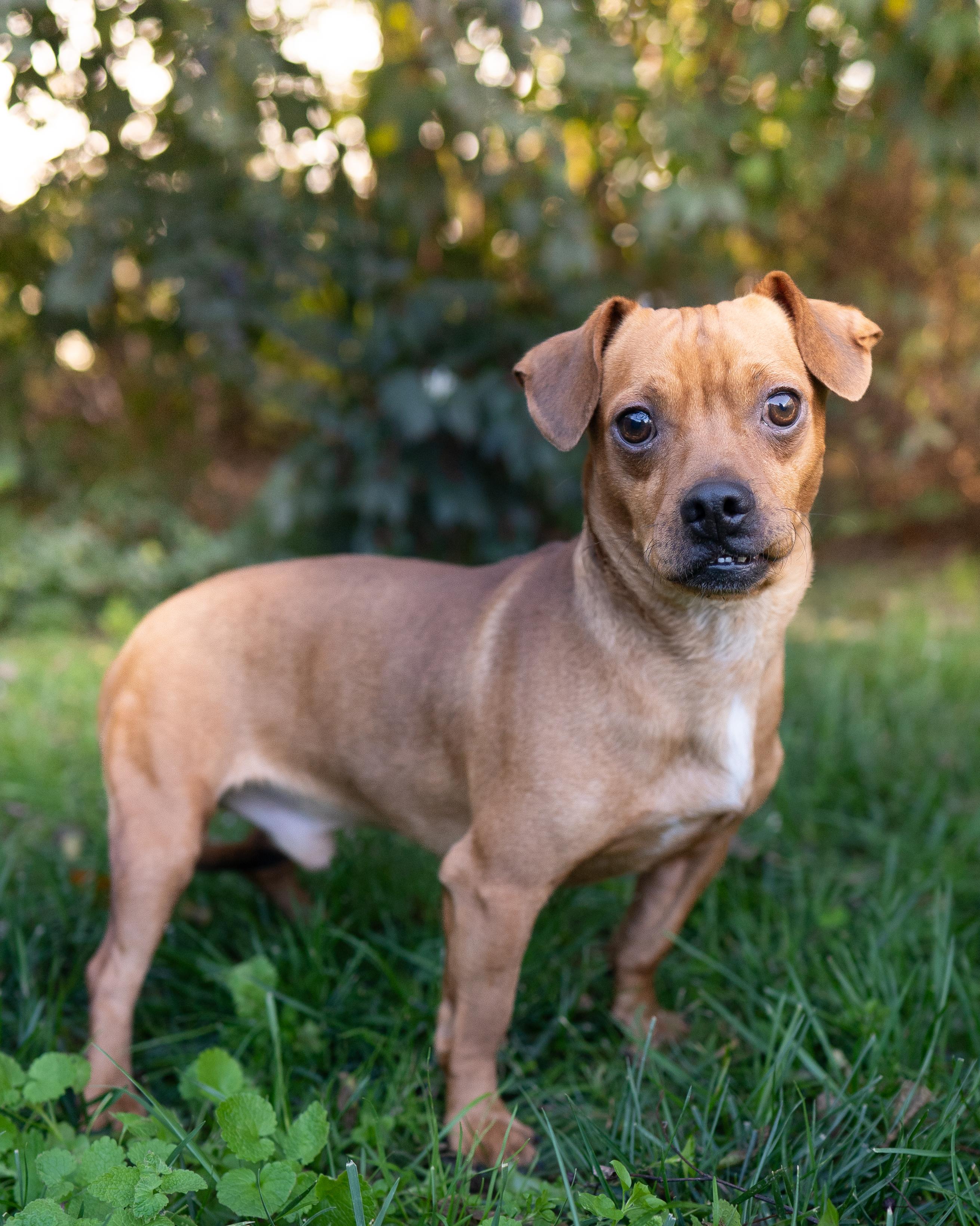 Dog for adoption - Le Chomp, a Chihuahua & Pug Mix in Florence, KY ...